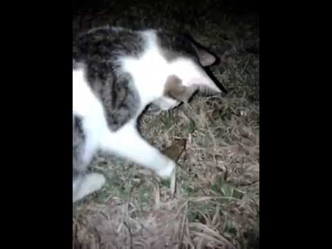 Kucing Lucu  Mempermainkan Kodok