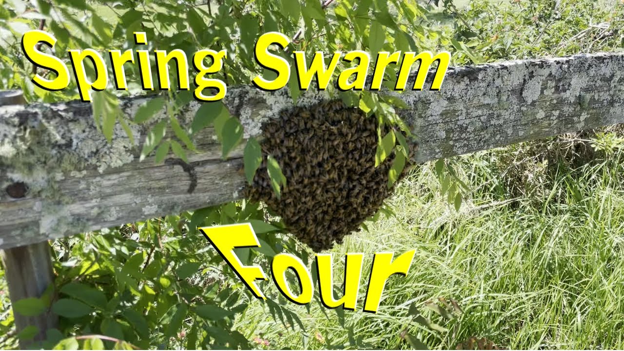 Spring Swarm Four 29th October 2022 - YouTube