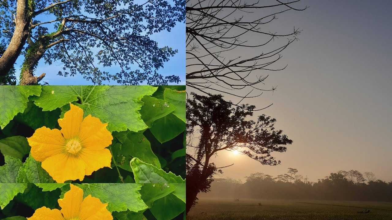 Village scene। Gramer drisso। gramer barite ekdin। গ্রামের বাড়িতে ...