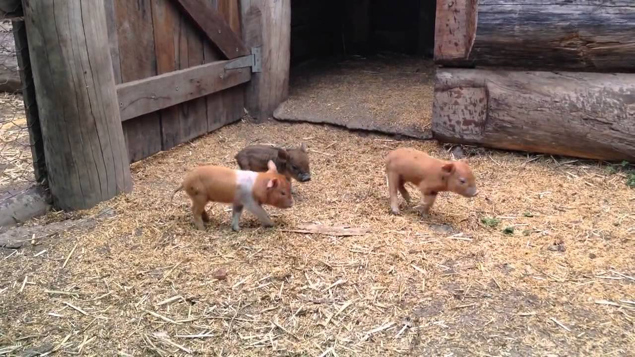 Miniature Piglets Experiencing Rain For The First Time - YouTube