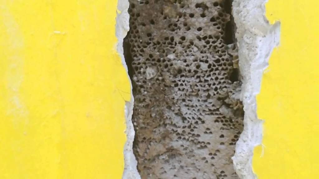Tallest bee hive - close to 10 ft - YouTube