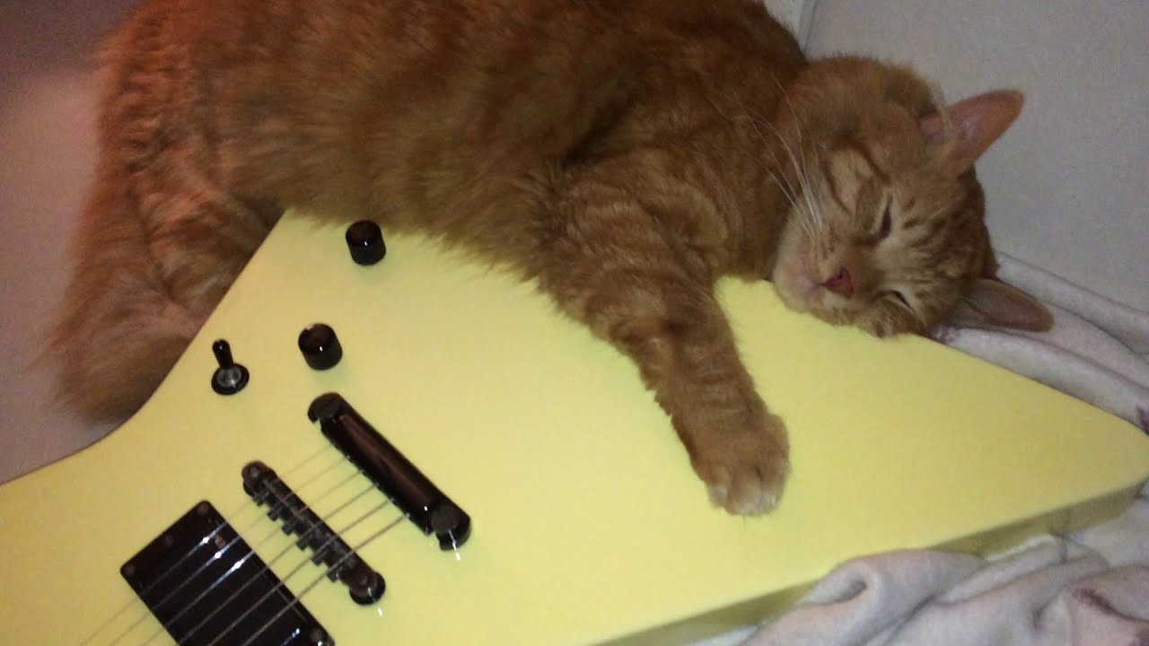 My Cat like to sleep my Esp Mx220 Eet Fuk Metallica Explorer - YouTube