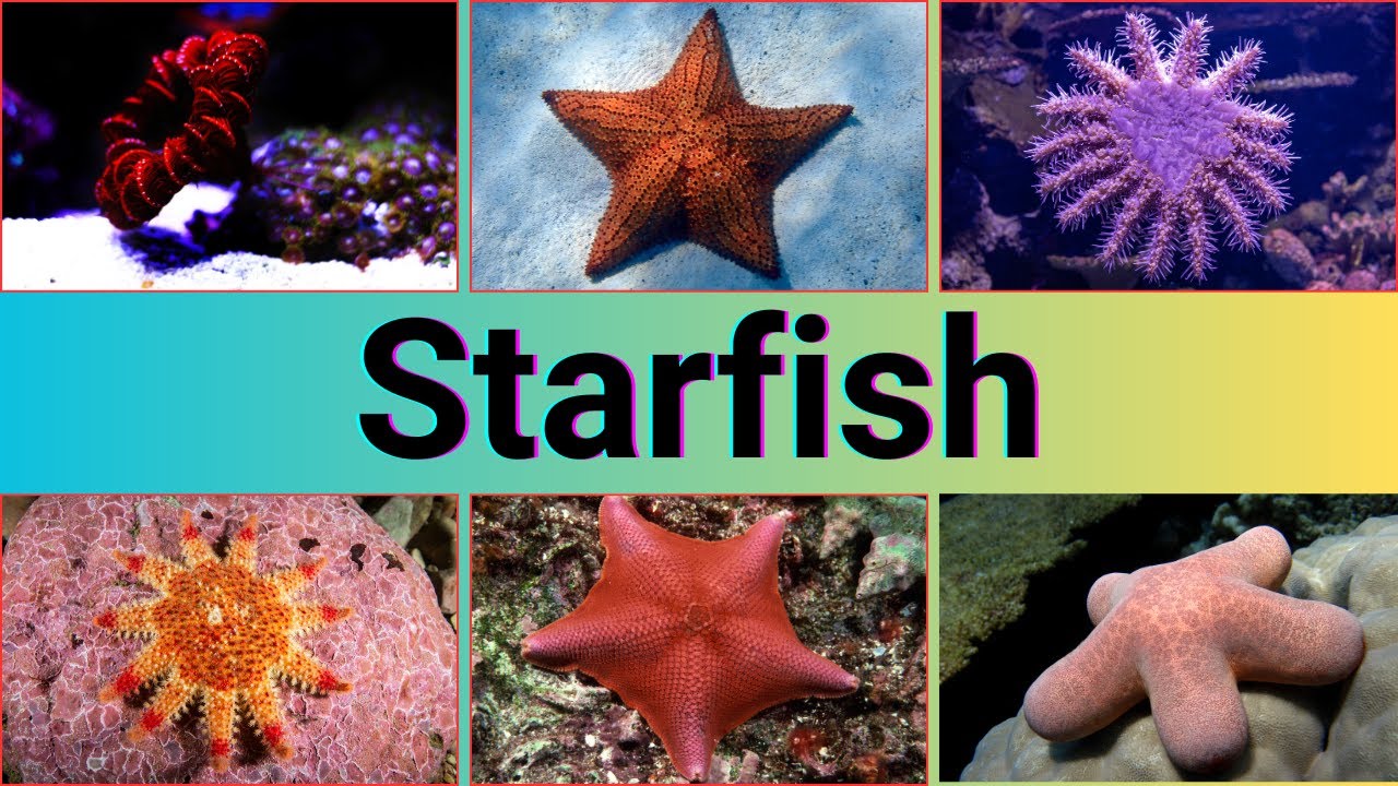 Starfish | 40 Different types of Starfish names in English with ...