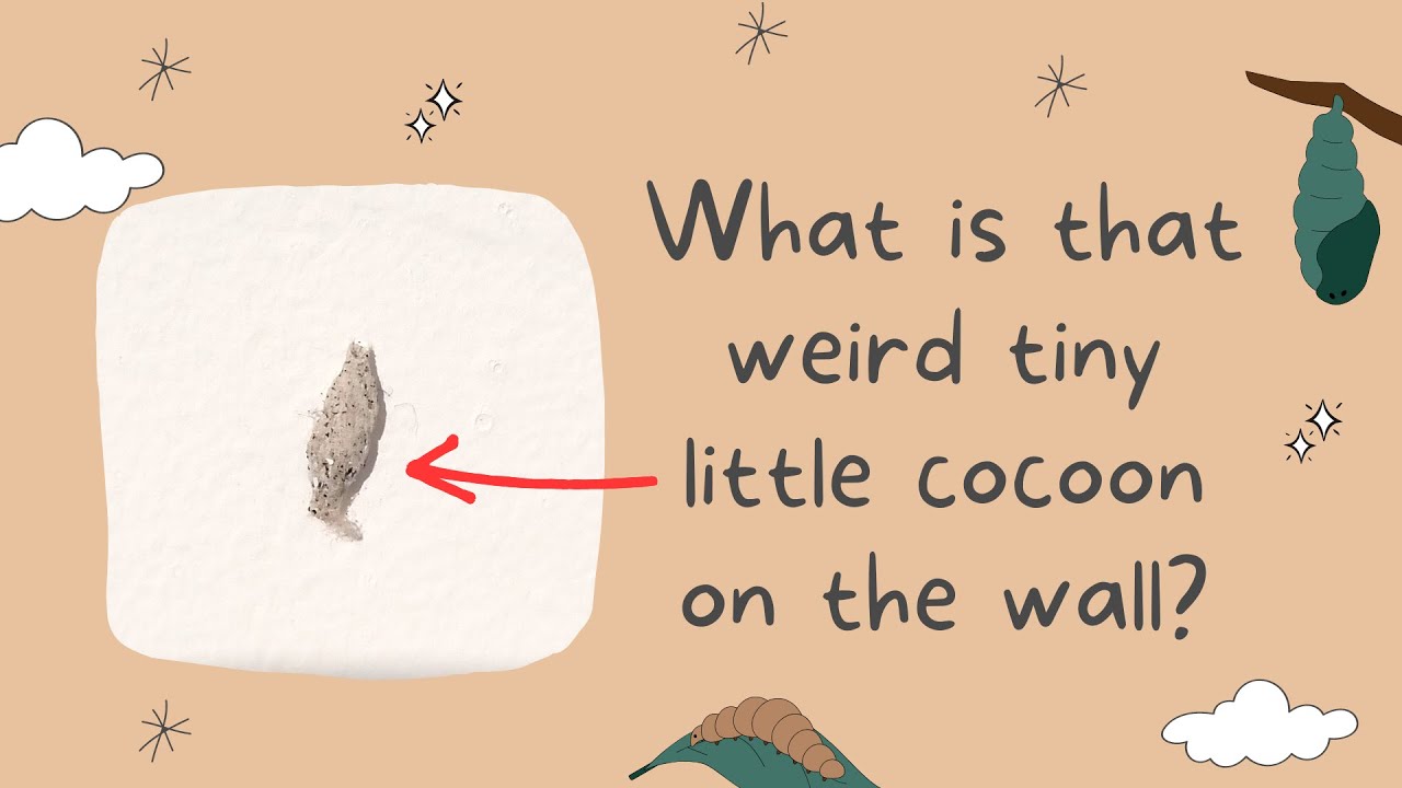 What Is That Weird Tiny Little Cocoon On The Wall? | Little things that ...