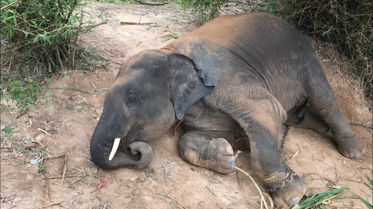 พลายบัวบาน 🗣ทำอะไร🔰 สะอาดจัง bua ban elephant - YouTube