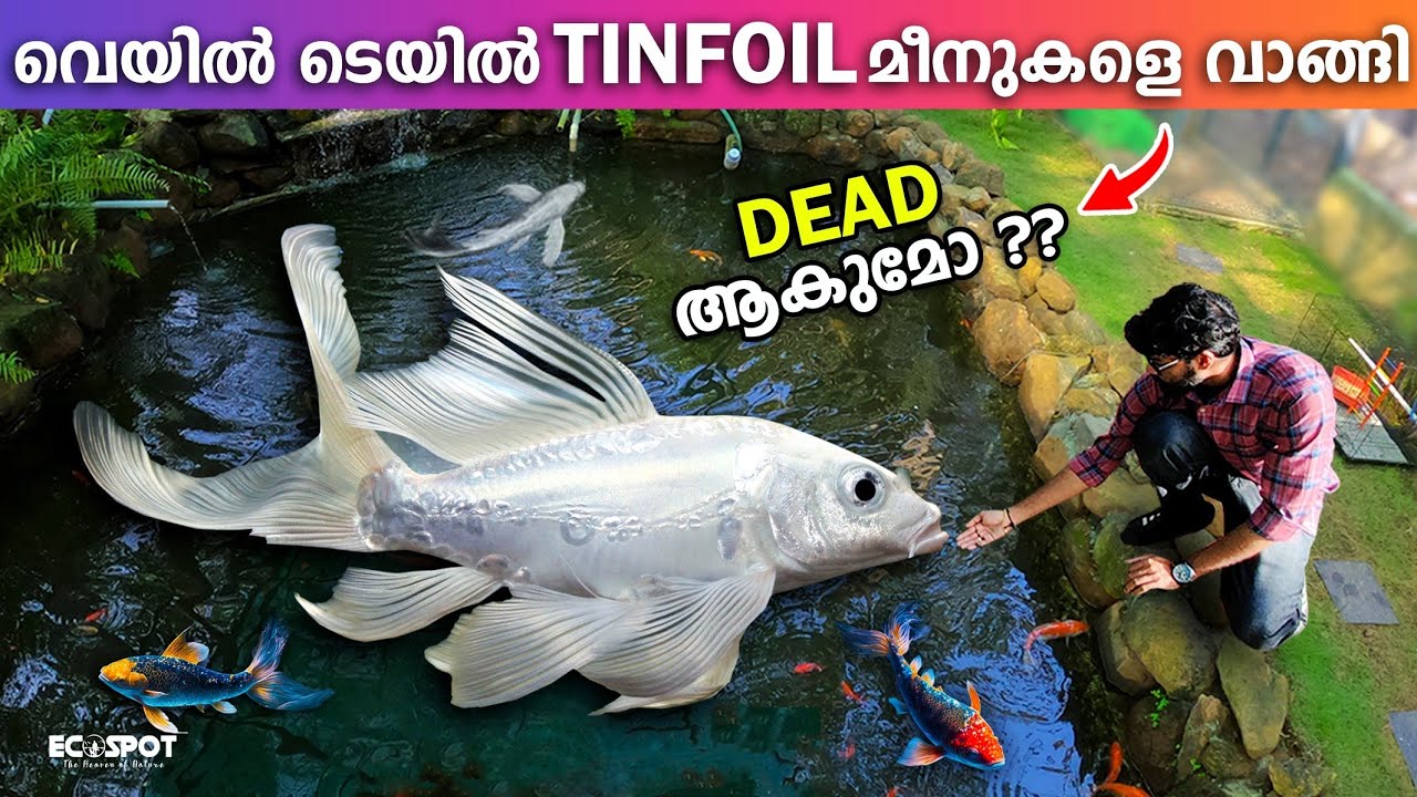 ഇതുവരെ വാങ്ങാത്ത VARIETY മീനുകളെ കുളത്തിലേക്ക് വാങ്ങി | Bought Variety ...