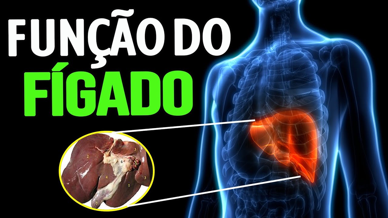 Qual A Função Do Fígado No Corpo Humano - FDPLEARN