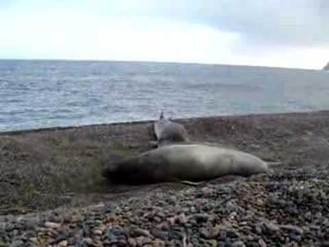 Elephant Seals Video - Belching; Baby Sea Lion Crying - YouTube