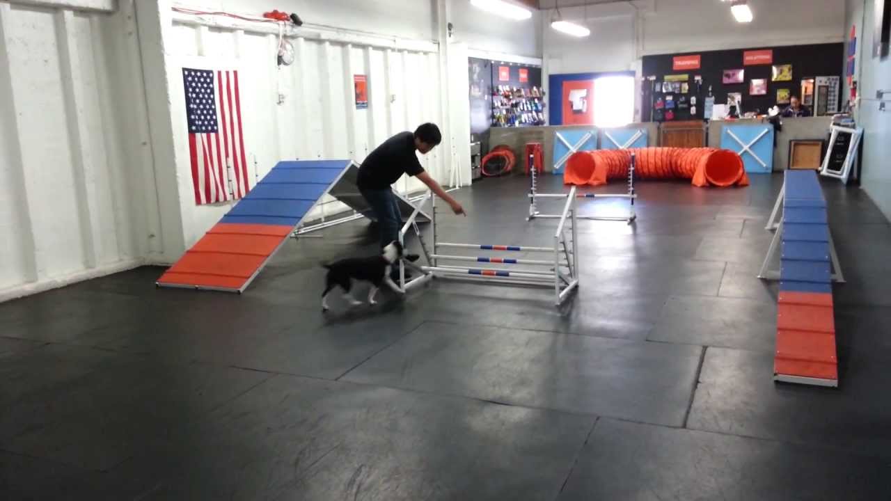 Malcolm's first Agility 3 class! - YouTube