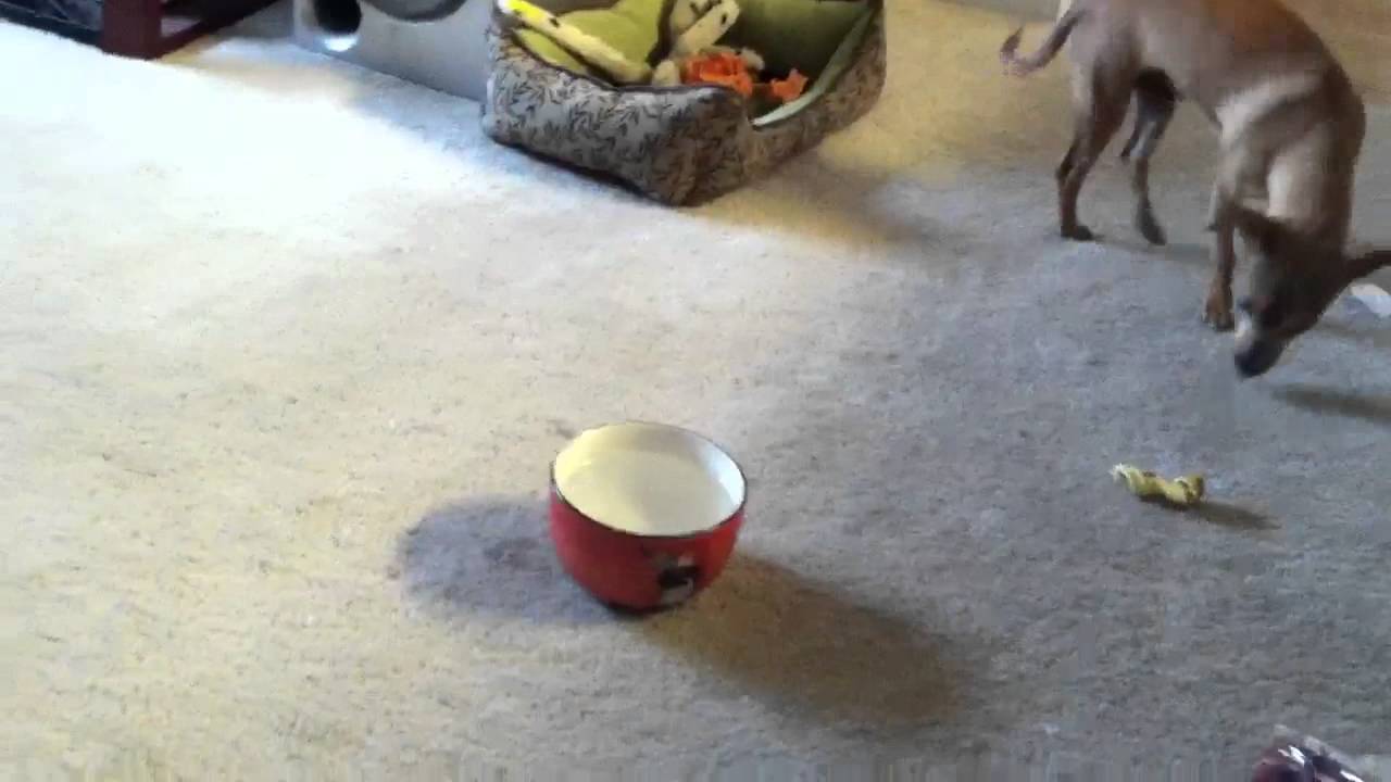 Dog dunking for ice cubes - YouTube