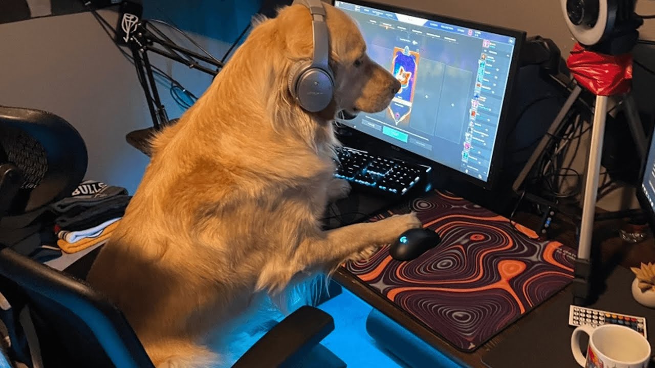 I taught my dog how to play VALORANT… - YouTube