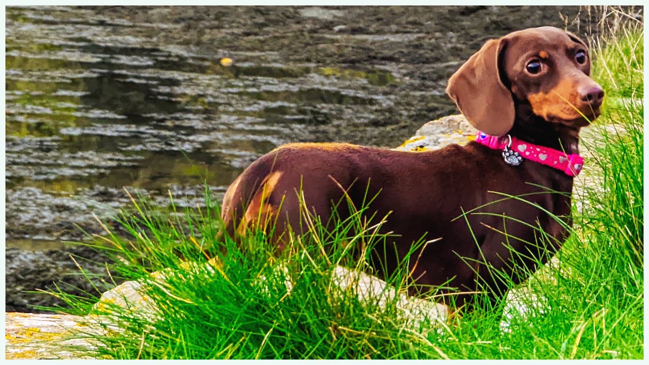 Taking our Mini Dachshunds for a walk by the Lake - YouTube