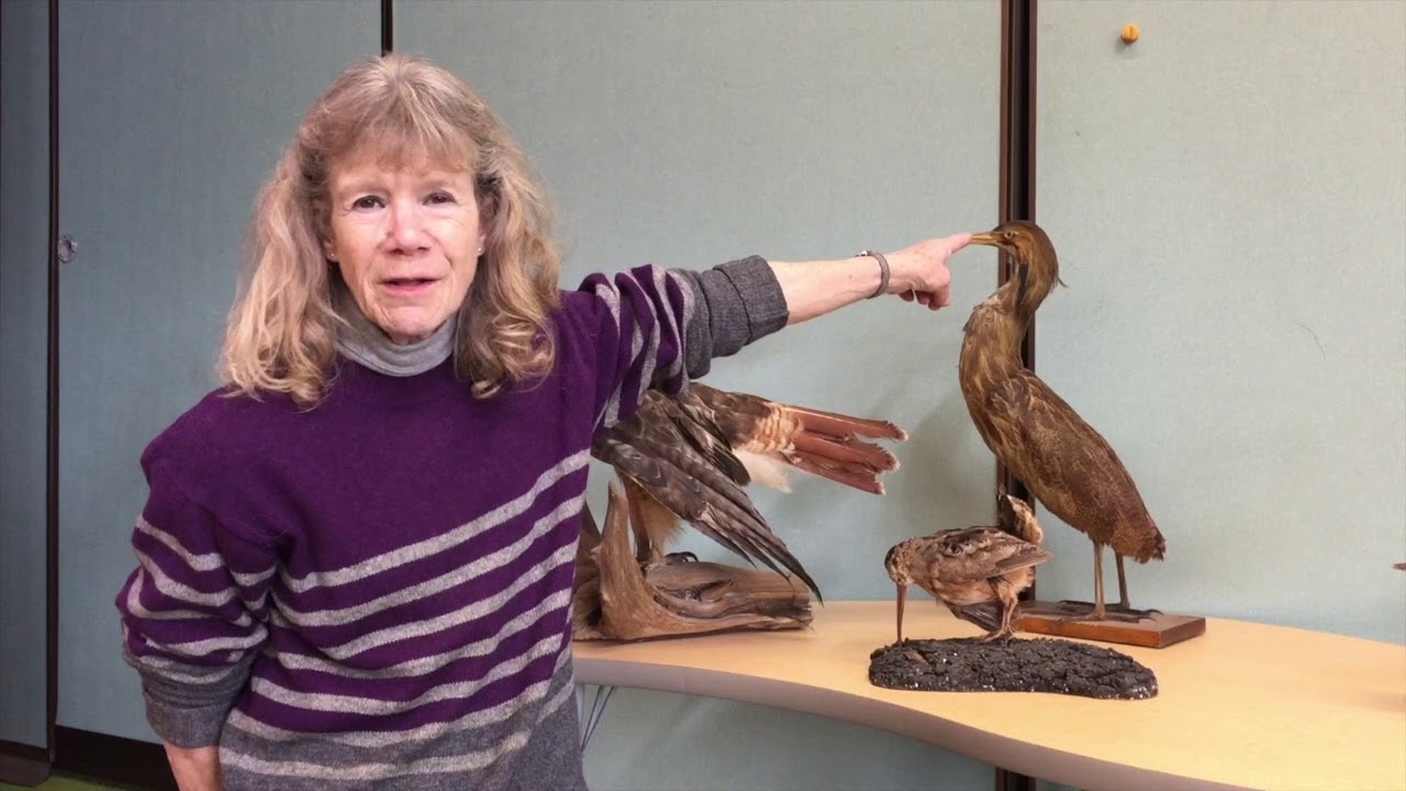 Learning How To Identify Birds by Shape and Size | # ...
