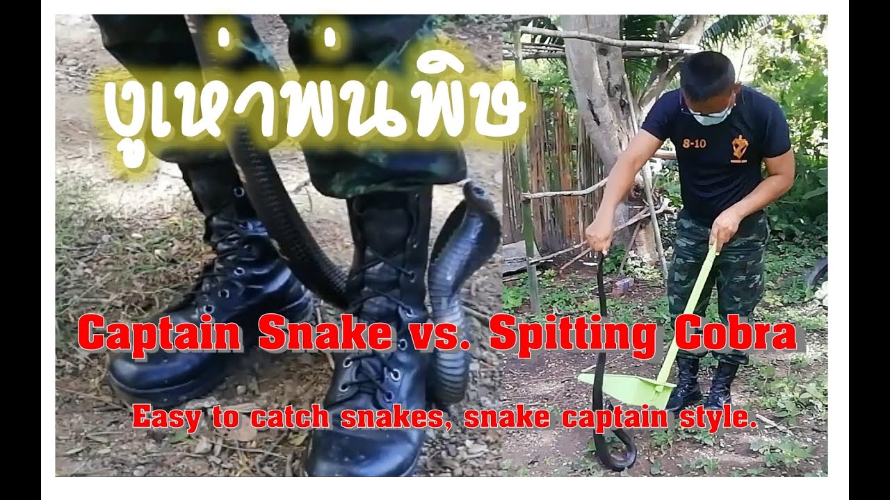 งูเห่าพ่นพิษ กัปตันงู Captain Snake - YouTube