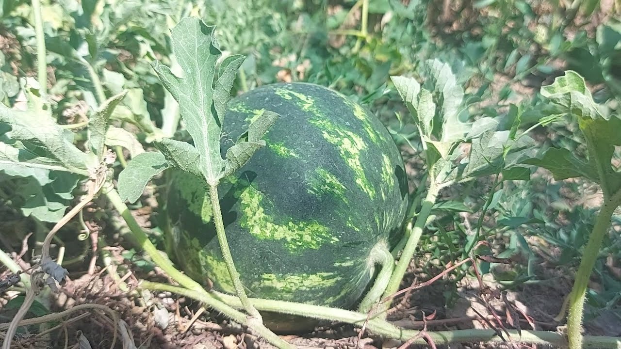 Pepeni verzi mari cu aceste doua ingrasaminte ! - YouTube