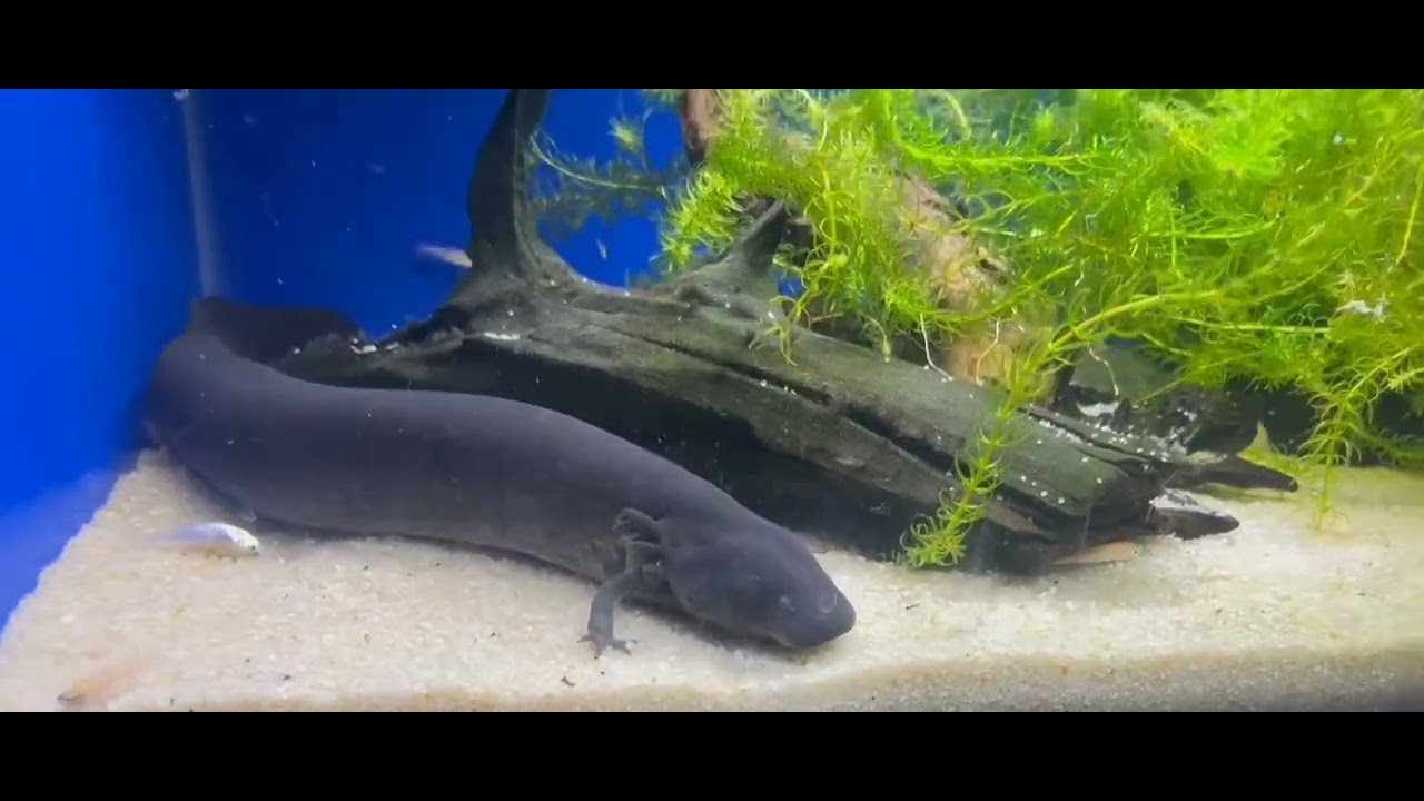 Ever Seen a Siren Eat? Greater Siren #pets #animals #aquarium #eating # ...