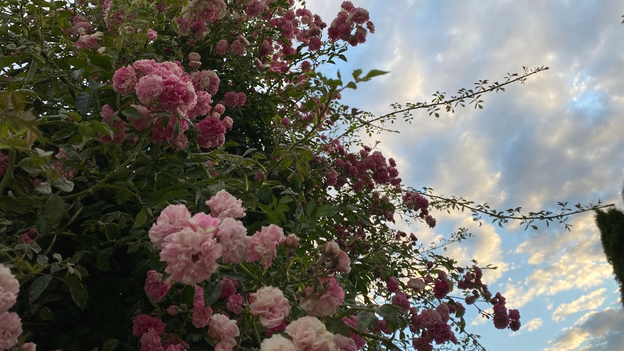 Siejemy bób. Marzec w ogrodzie - YouTube