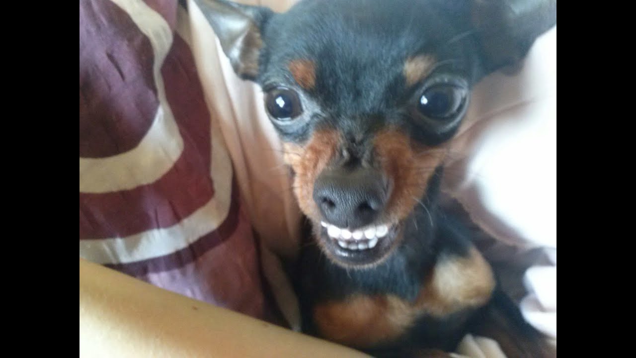 Funny dog ratlerek - YouTube