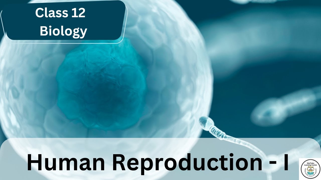 Human Reproduction// CBSE class 12 Biology// Part 1 // Edutales - YouTube