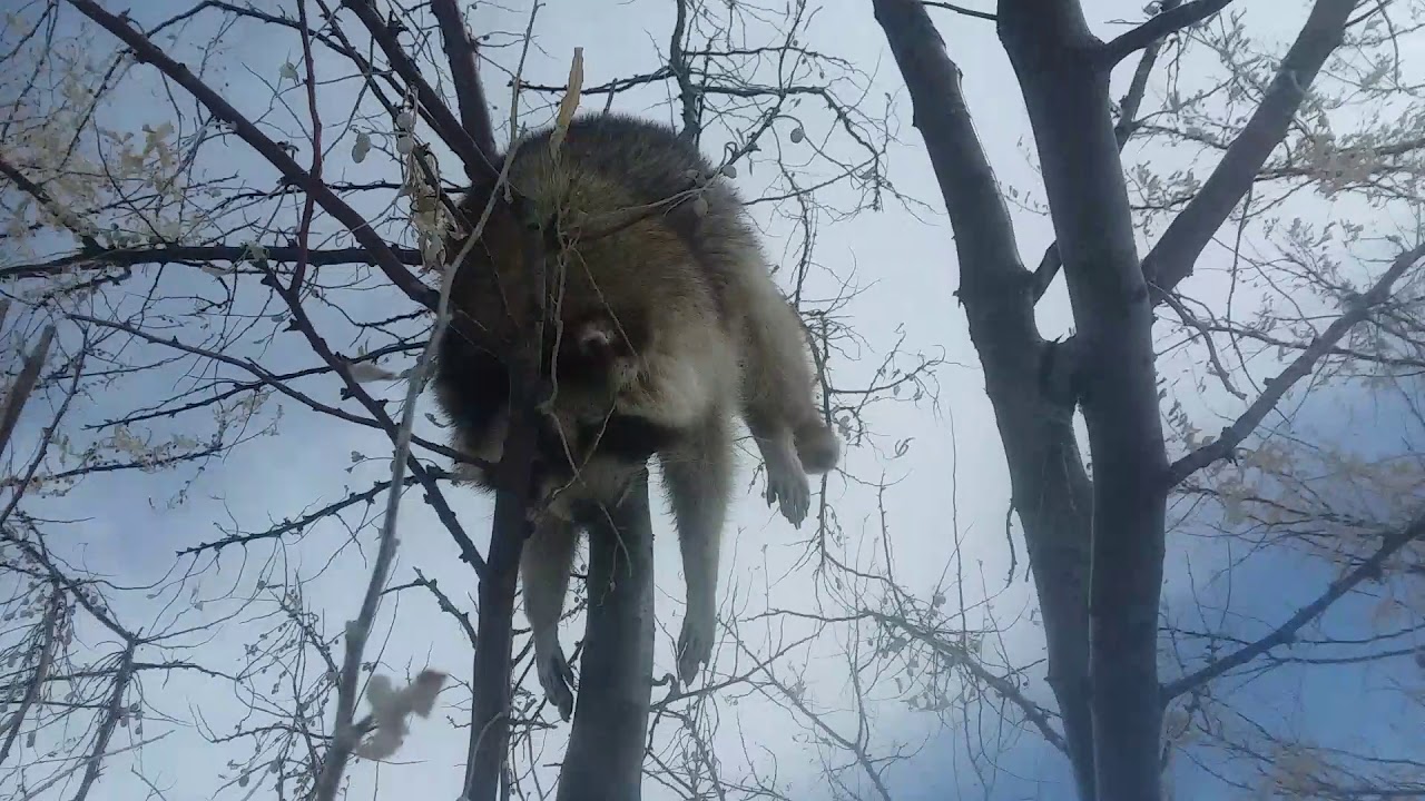 Found A Dead Raccoon - YouTube