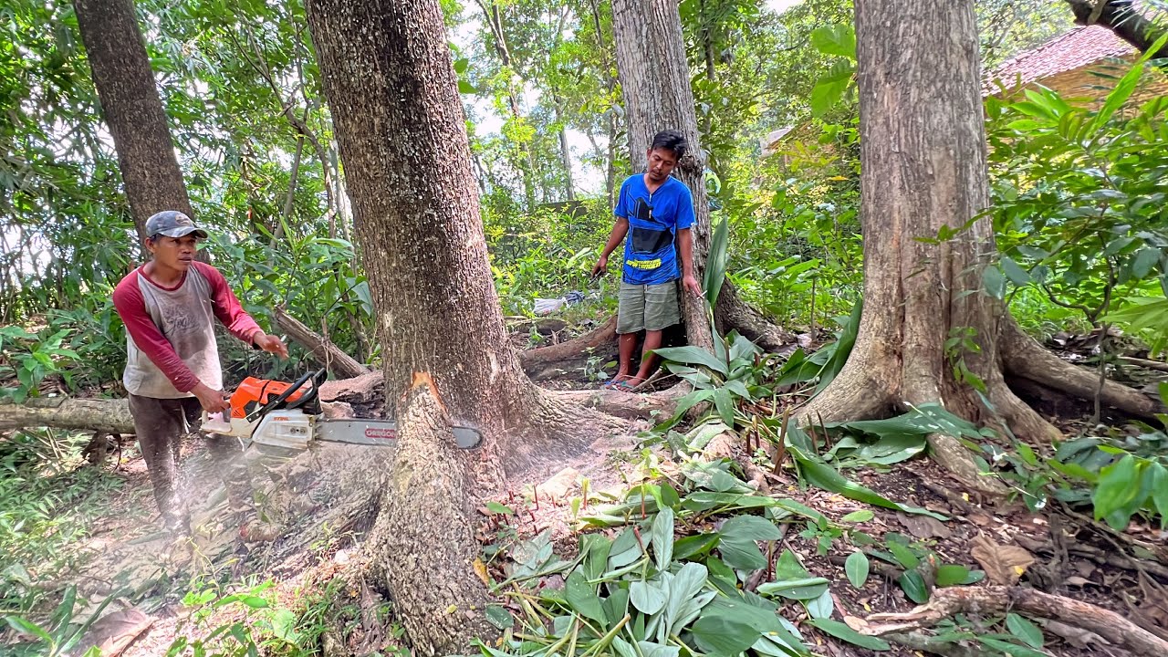 Cluster... Cut down 4 trees easily. - YouTube