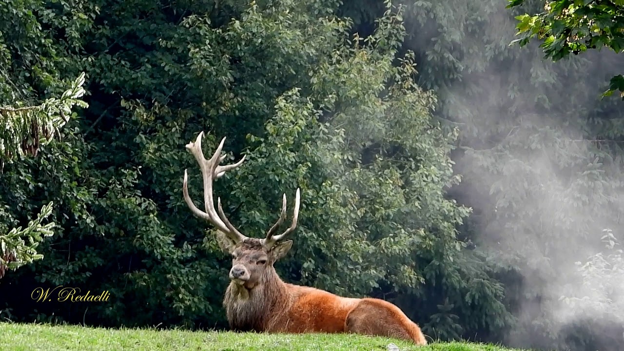 - Cervo in " Amore " - - YouTube