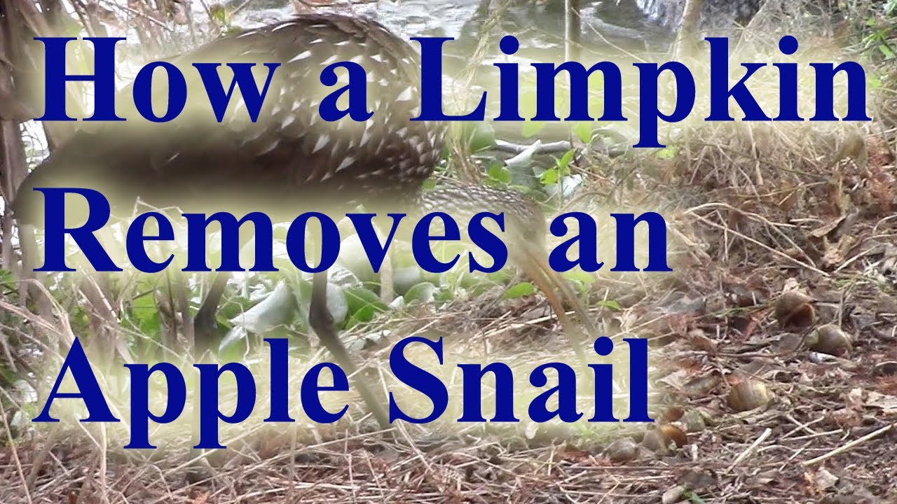 How a Limpkin Removes an Apple Snail - YouTube