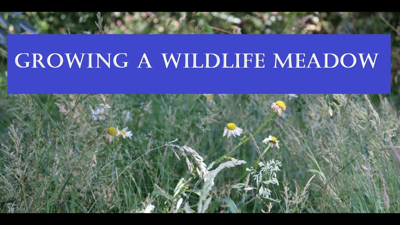 Making a wildlife meadow (grassland habitat) for pollinators, mammals ...