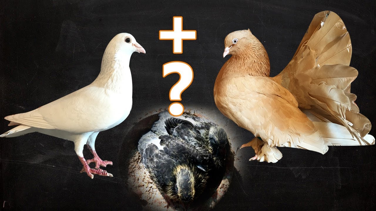 American Pantel Pigeon Female + White Homar Male = ? Osadharon - YouTube