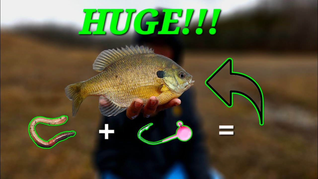 Catching MONSTER Bluegills in early March.. BIG PANFISH! - YouTube