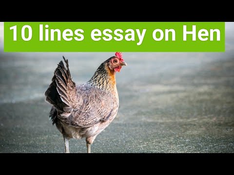 10 lines essay on Hen in English, - YouTube