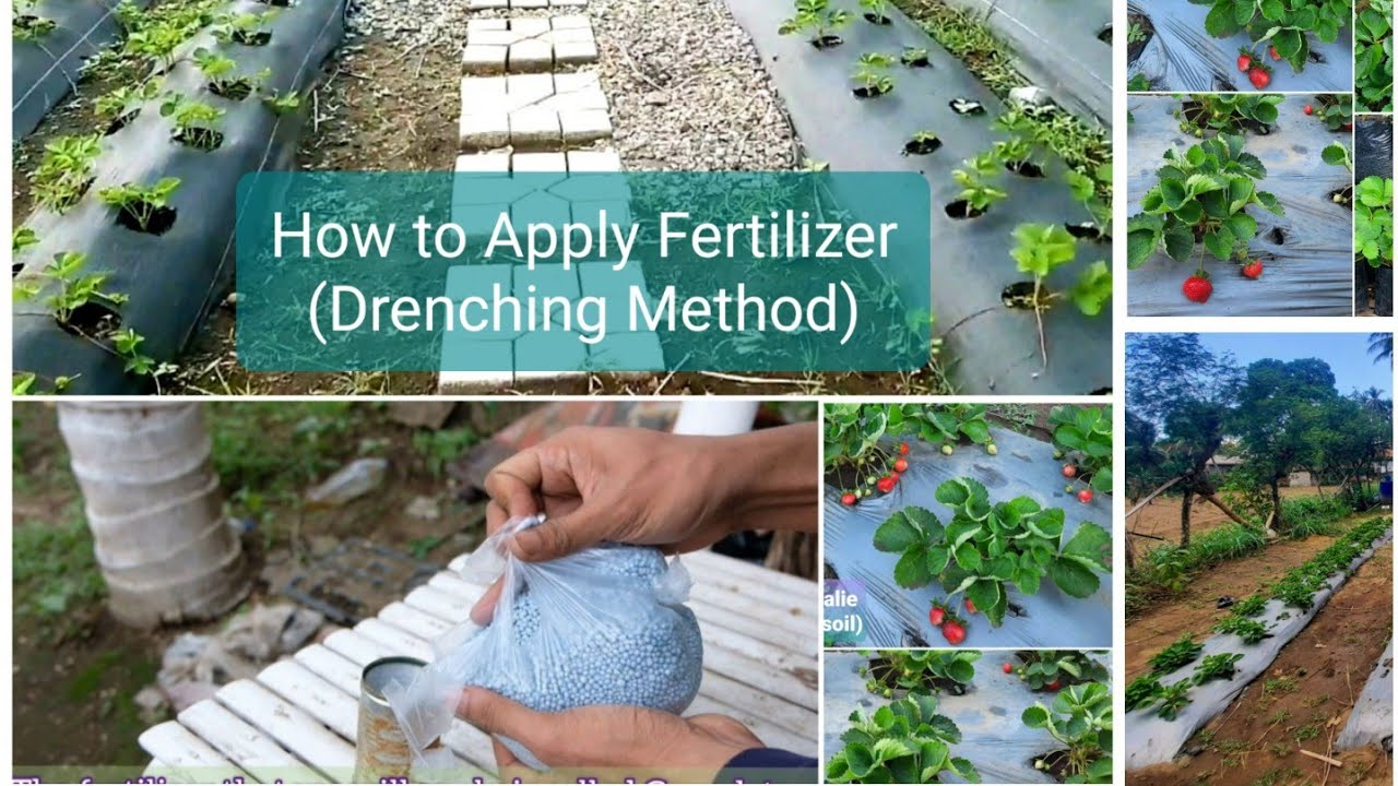 How to apply fertilizer in Strawberry Plant (Complete (14-14-14 ...