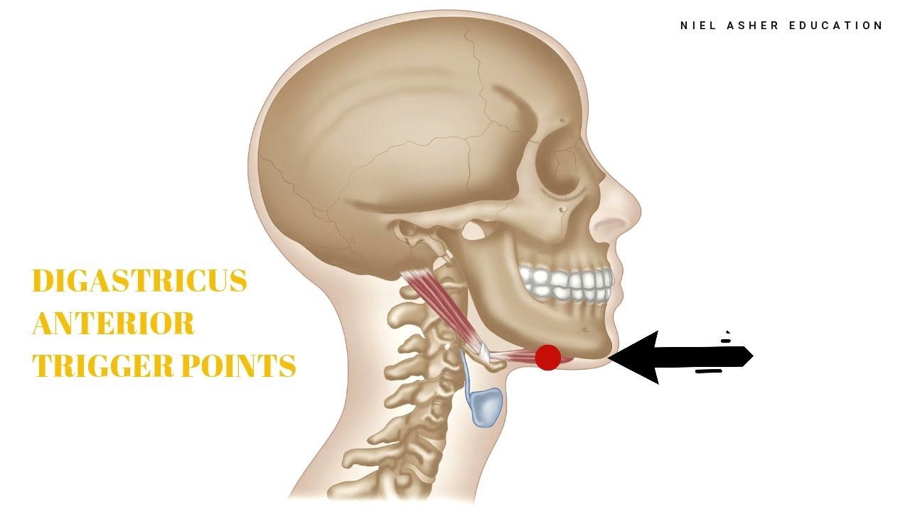 Digastric Muscle