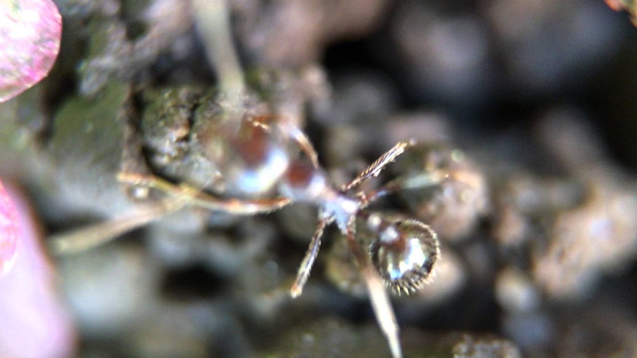 Ant 4k Video With iPhone 6s plus - YouTube