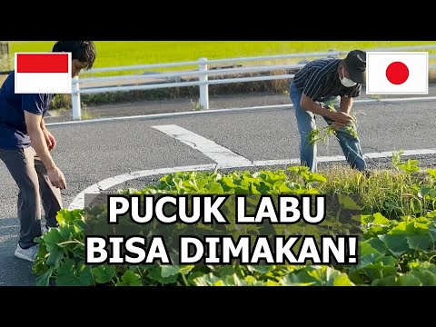 REAKSI MERTUA JEPANG KETIKA MANTU INDONESIANYA MINTA PUCUK LABUNYA UNTUK DISAYUR