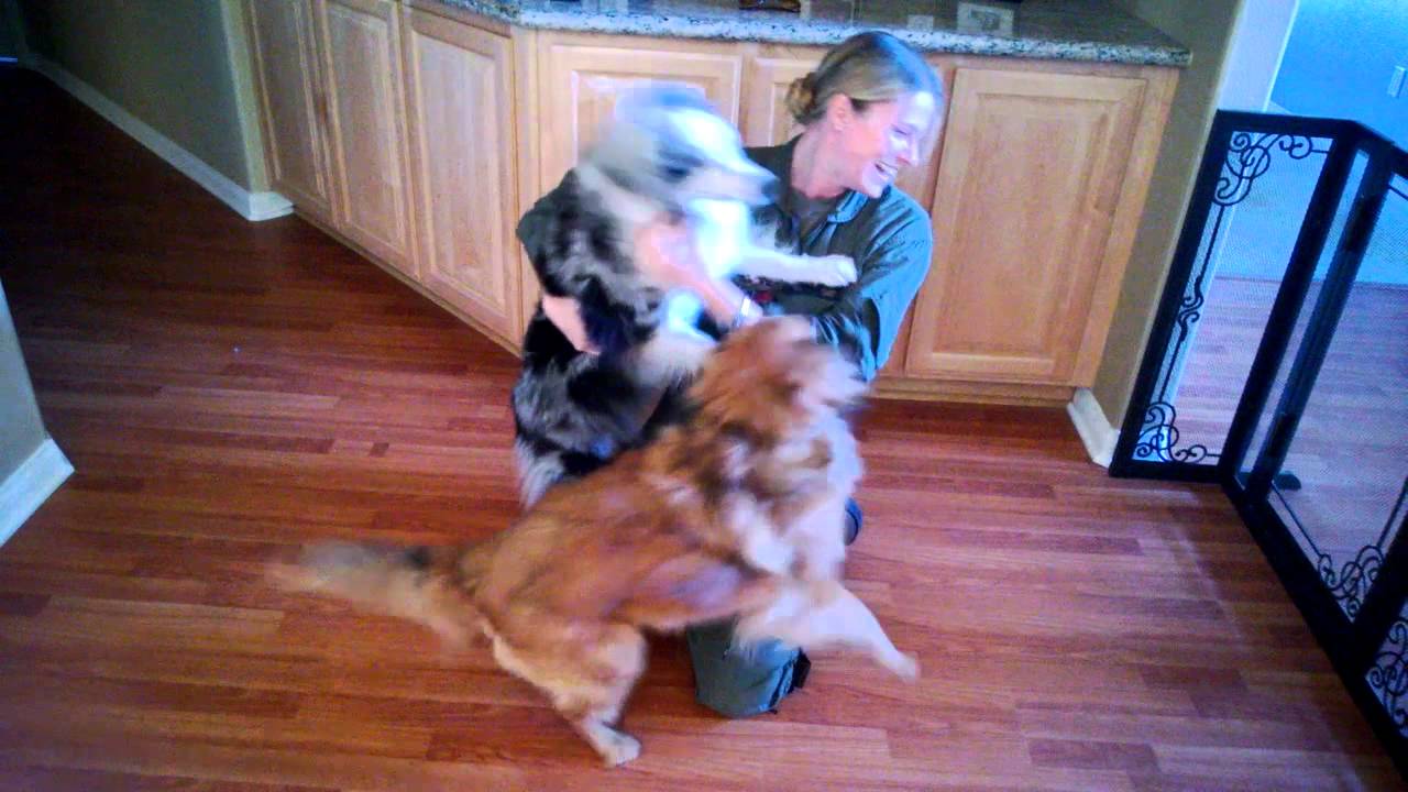 Dogs on Deployment's President Comes Home - YouTube