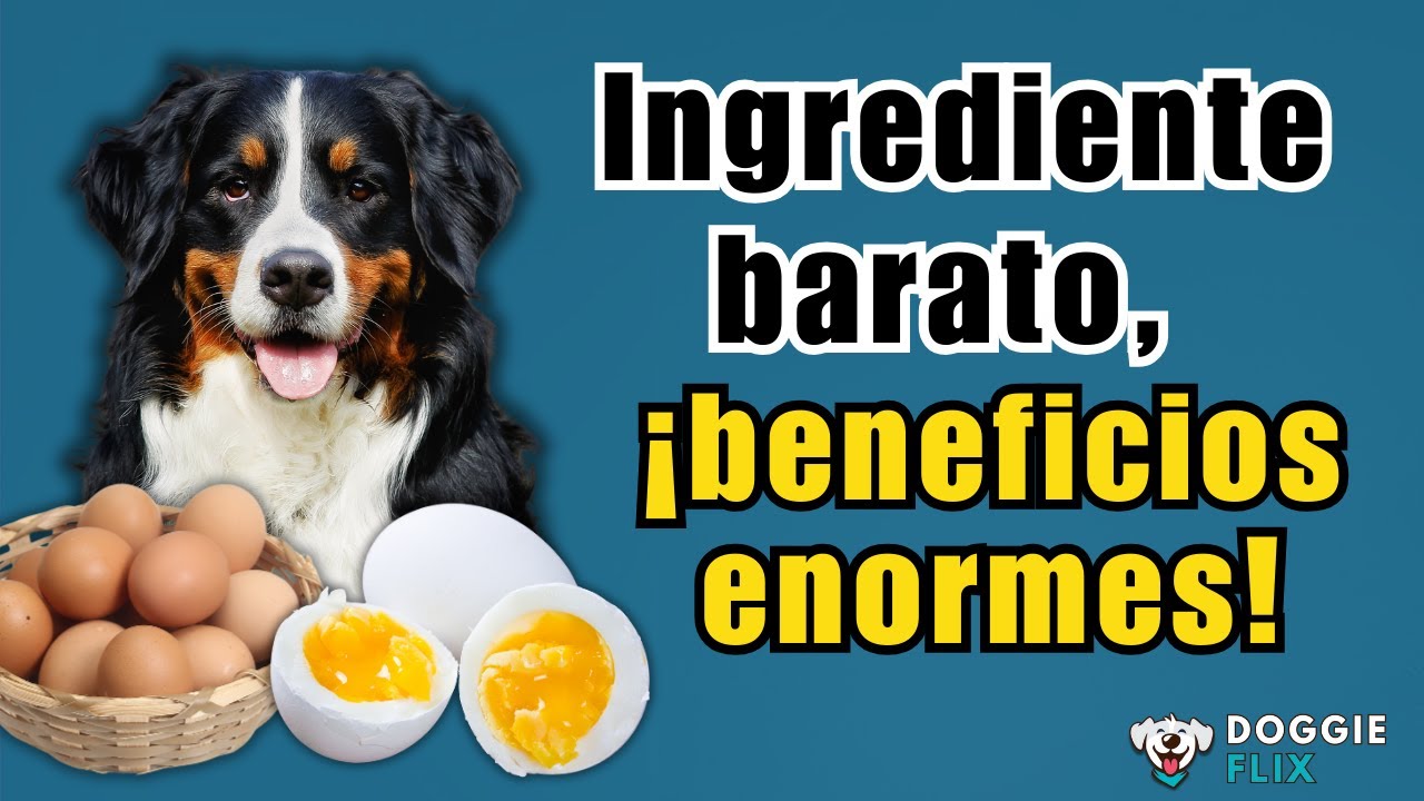 ¿DEBES DAR HUEVO A TU PERRO? TODO LO QUE NECESITAS SABER - YouTube