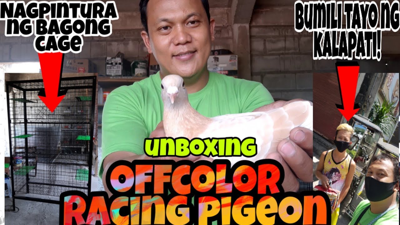 Off color racing pigeon RVA line UNBOXING new lines! ALARCON BREEDER ...