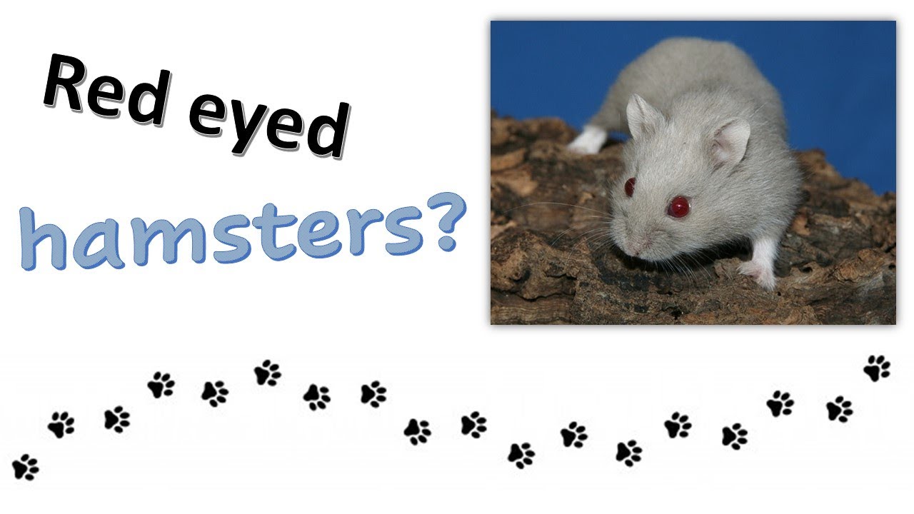 All about Red eyed Hamsters - YouTube