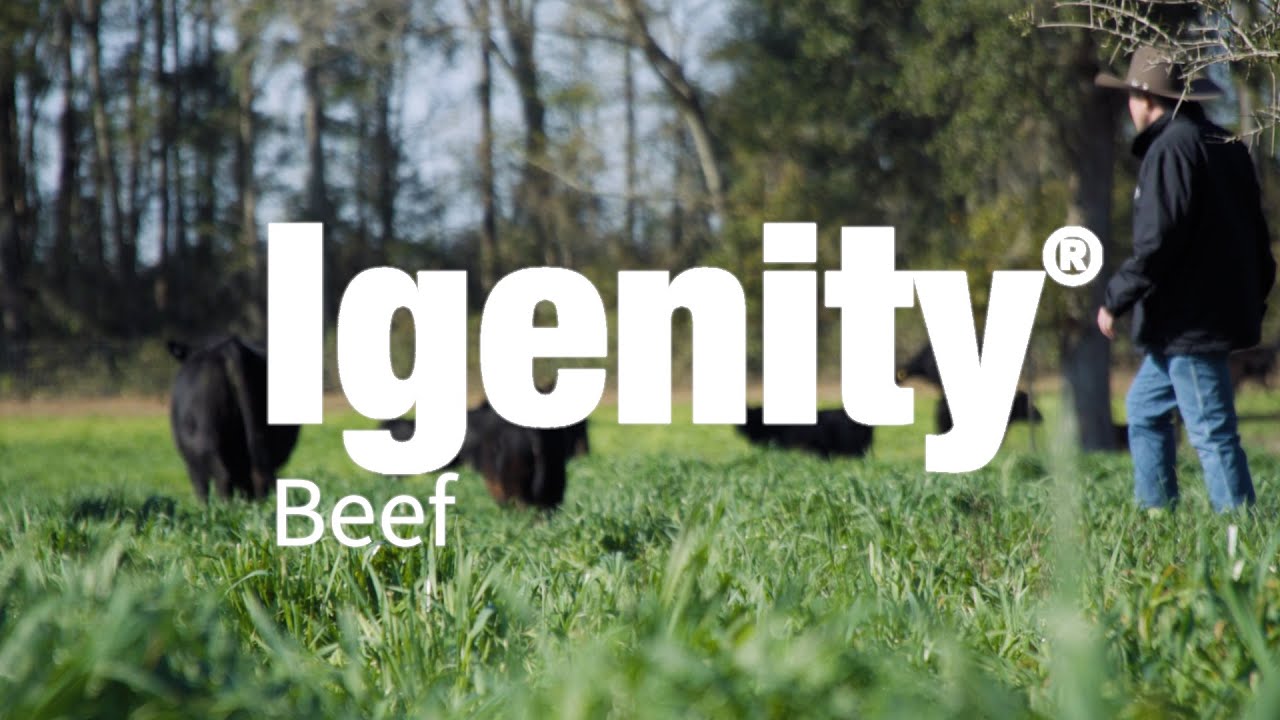 Igenity Beef – “The Future” – Genomics for Cattle Producers - YouTube
