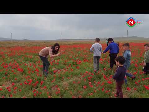Hər fəsildə gözəl olan Naxçıvan bir də baharda lalələri ilə göz oxşayır