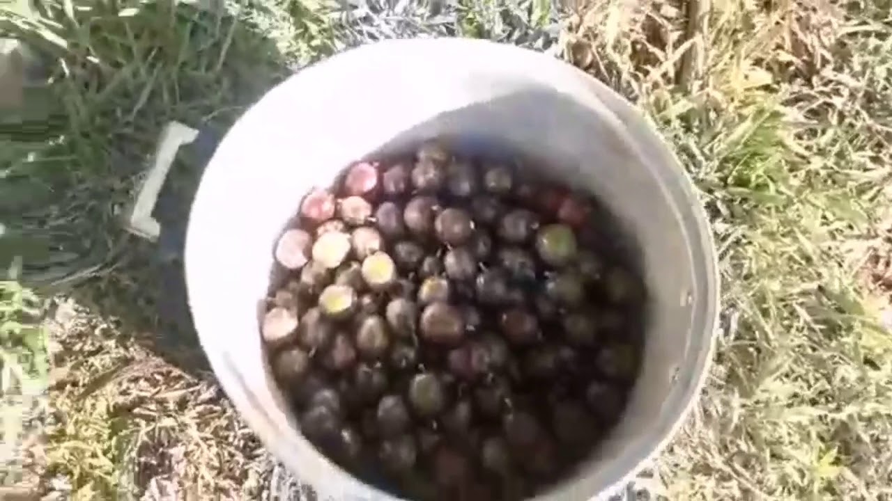 Picking Siniguelas /Spanish plum - YouTube