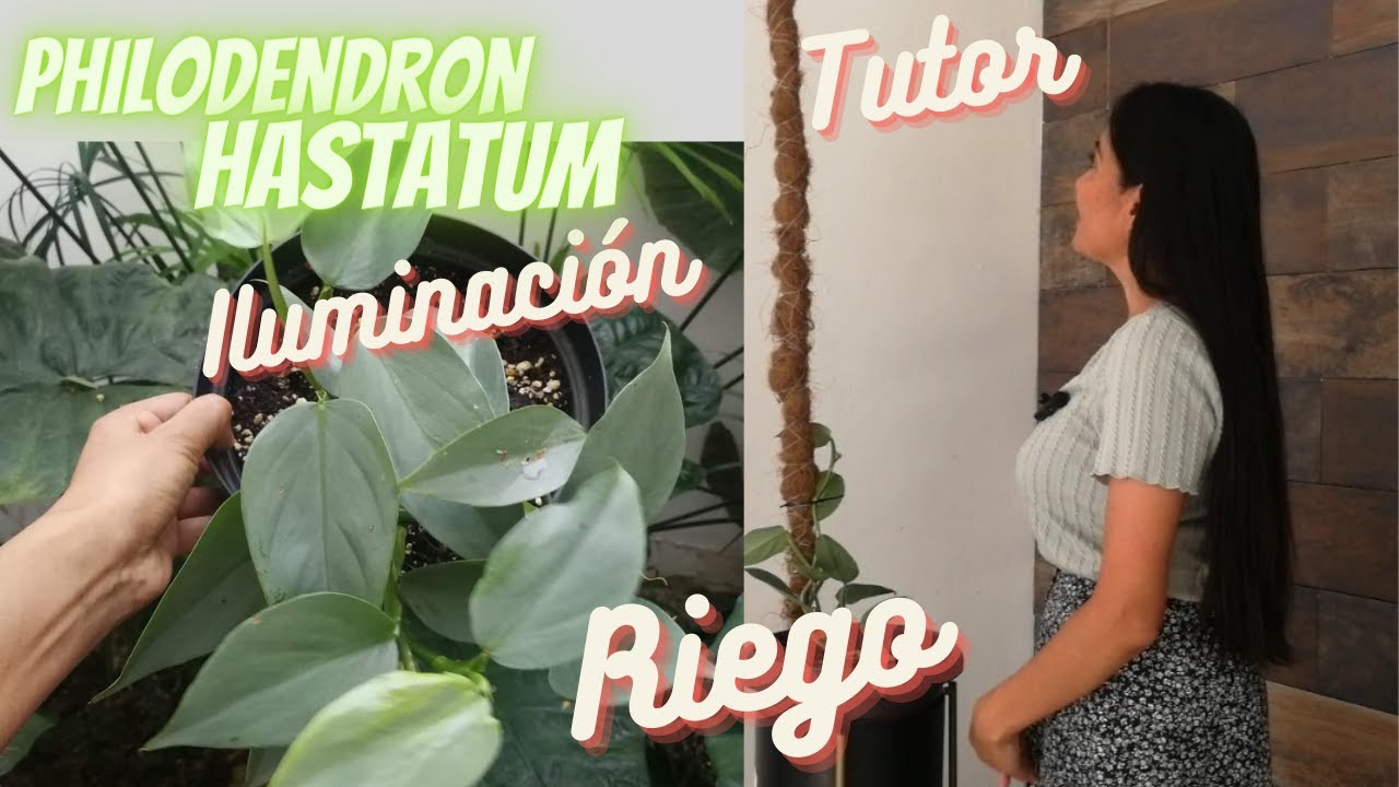 COMO CUIDO MI PHILODENDRON HASTATUM SILVER - YouTube