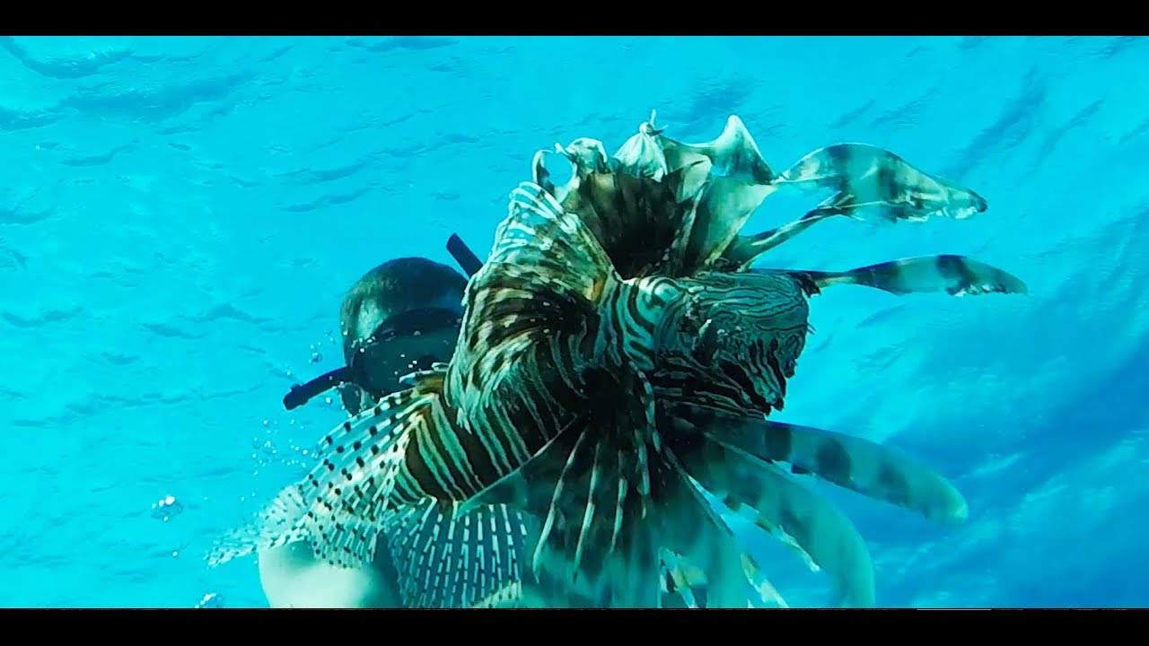 Lionfish {Catch Clean Cook} Staniel Cay, The Bahamas - YouTube