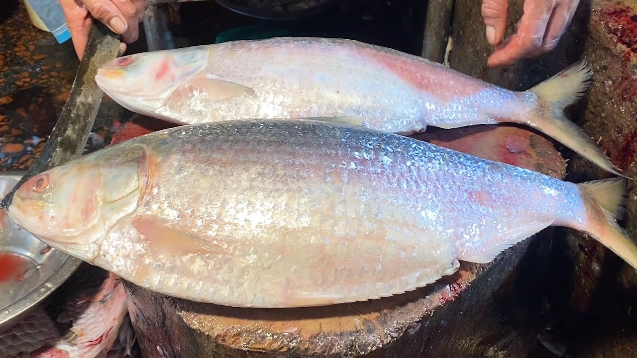 Super Fast Big Hilsa Fish Cutting | 50$ ilish Cutting Live In ...
