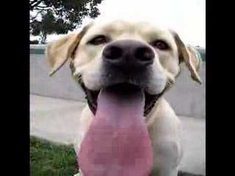 Happy Dog.  Big Tongue.