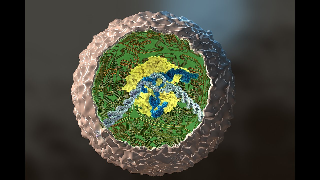 SMART Cells: Stem Cells Edited to Fight Arthritis - YouTube