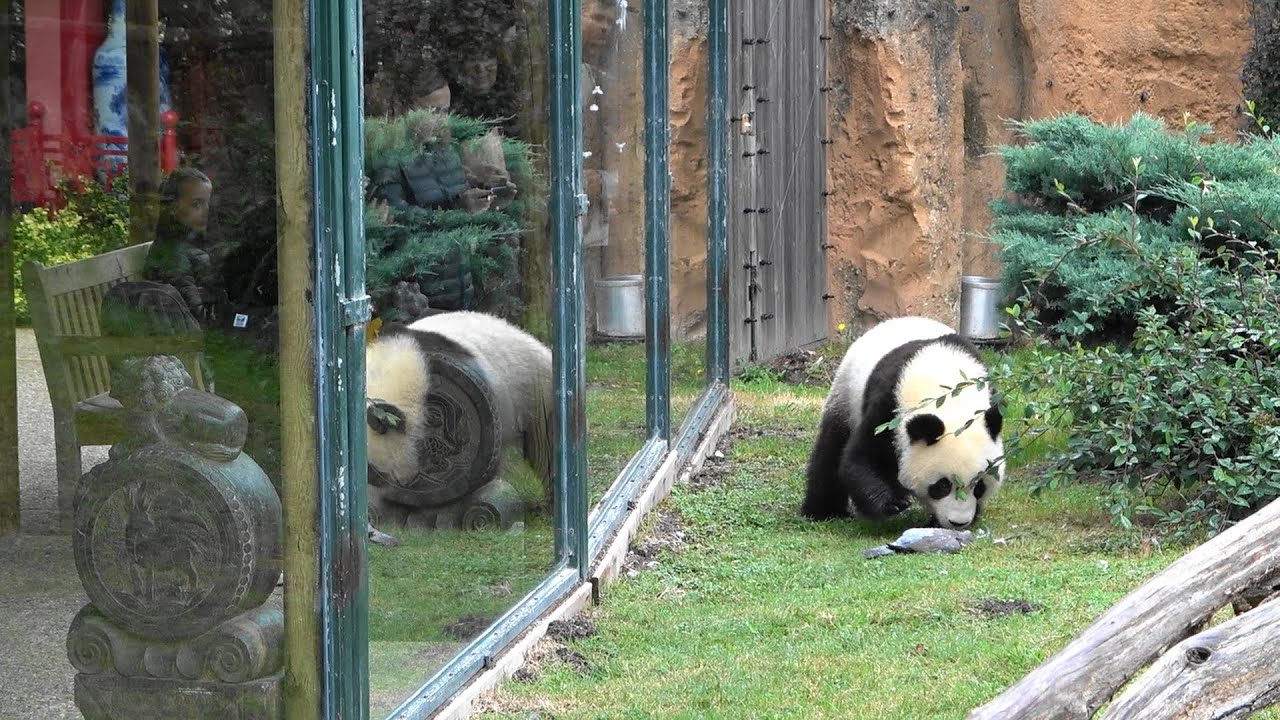 Yuan Meng: Papa, Maman et Moi. Yuan Meng et un pigeon mort ユアンモン: パパとママ ...
