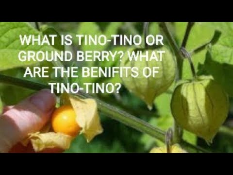 WHAT IS TINO-TINO OR GROUND BERRY? WHAT ARE THE BENIFITS OF TINO-TINO ...