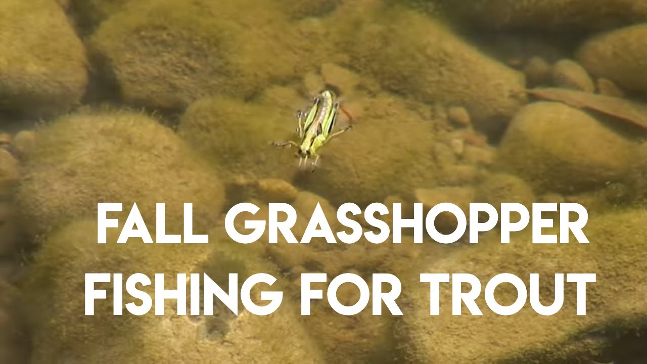 Fall Hopper Hatches Fishing - YouTube